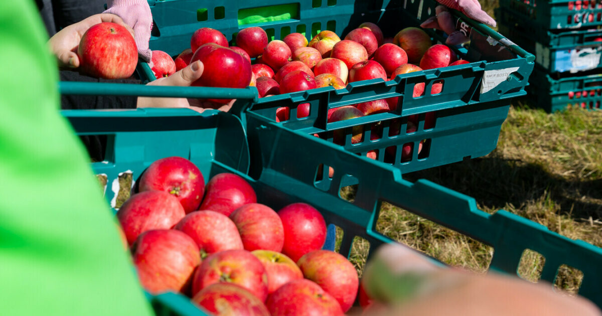 Defra funding set to help Felix rescue tonnes more food from farms